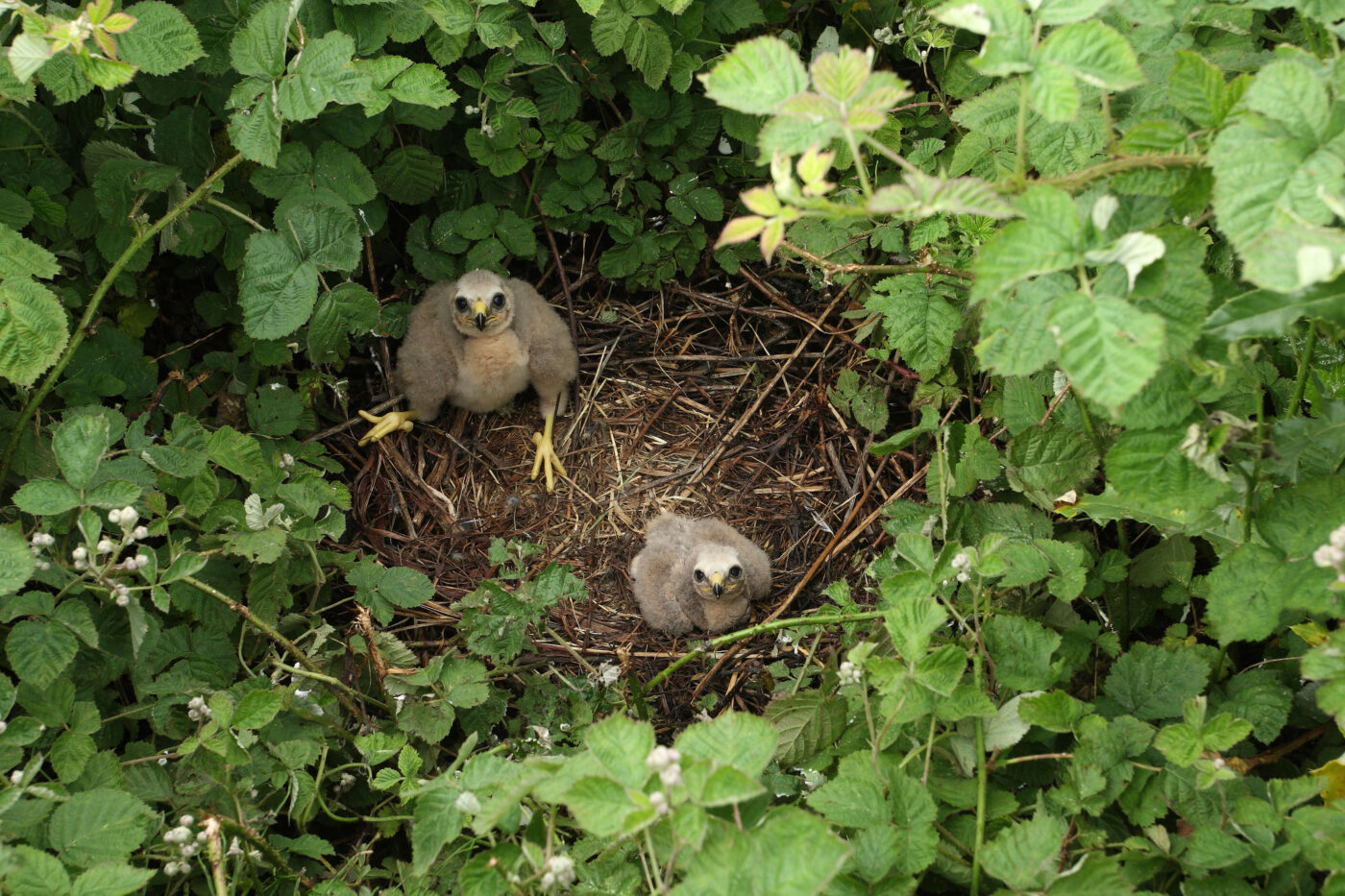 Hen Harrier Project Final Report – ACRES CP